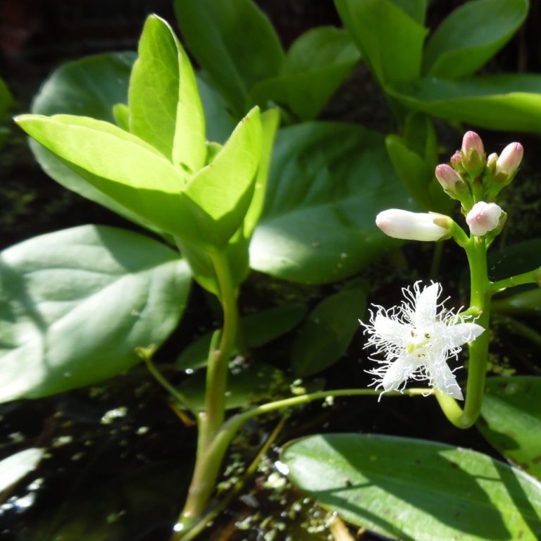 Bog Bean (Menyanthes trifoliata) - Wetland Plants