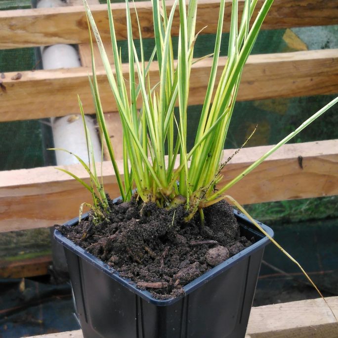 Marginal Pond Plants (shallow water plants) Archives - Wetland Plants