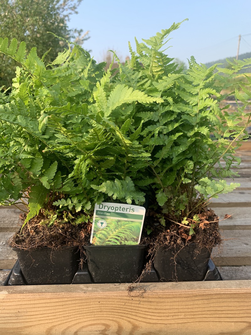 Male Fern Dryopteris filix-mas. Moisture loving plant. - Wetland Plants